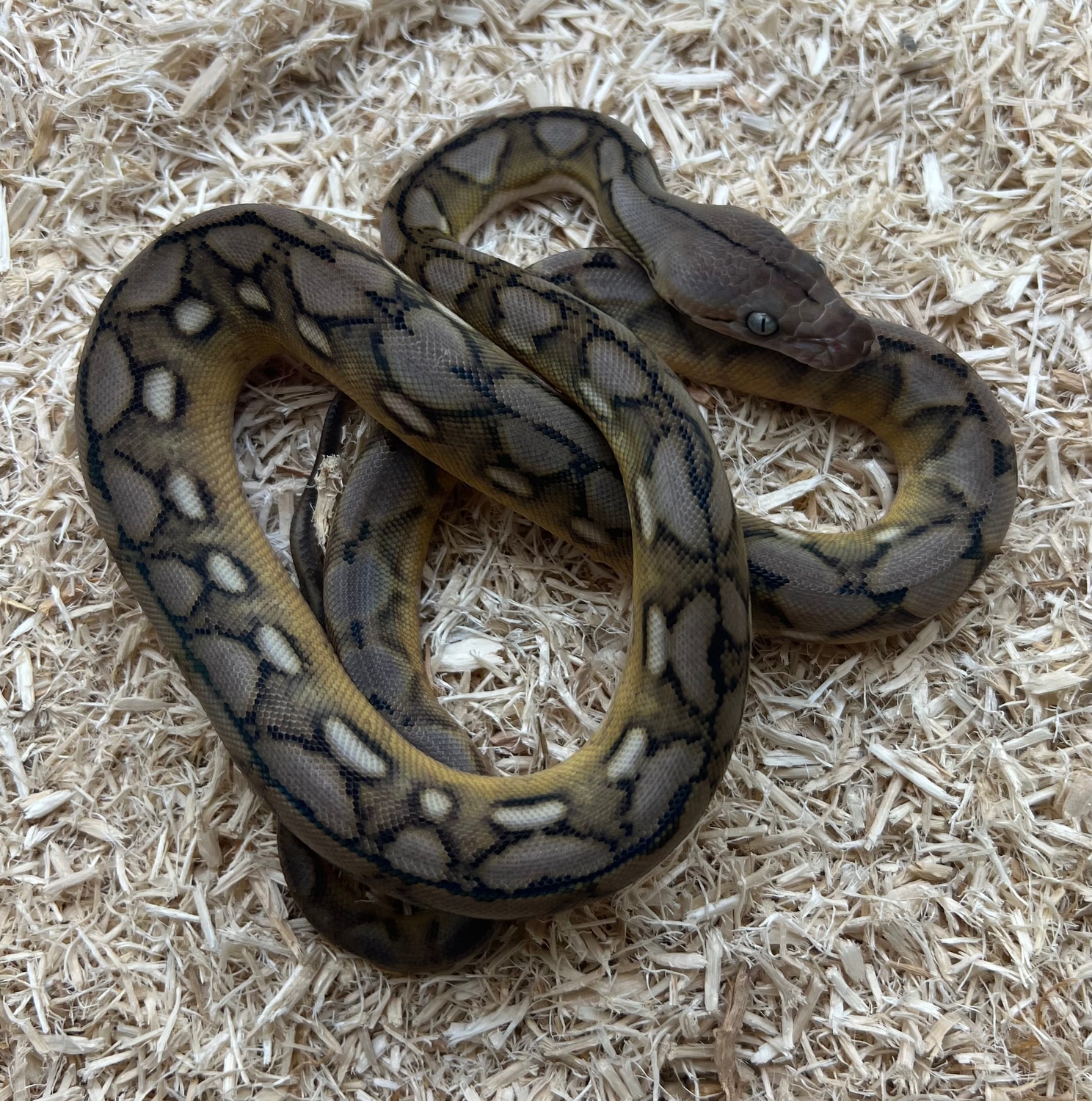37.5% Dwarf Suntiger Pos Het Snow Reticulated Python by Prehistoric ...