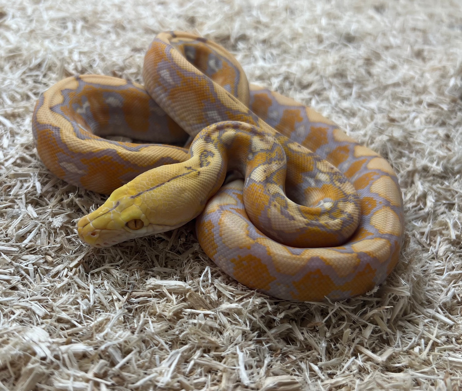Lavender Pos Het OGS Reticulated Python by Prehistoric Pets - MorphMarket