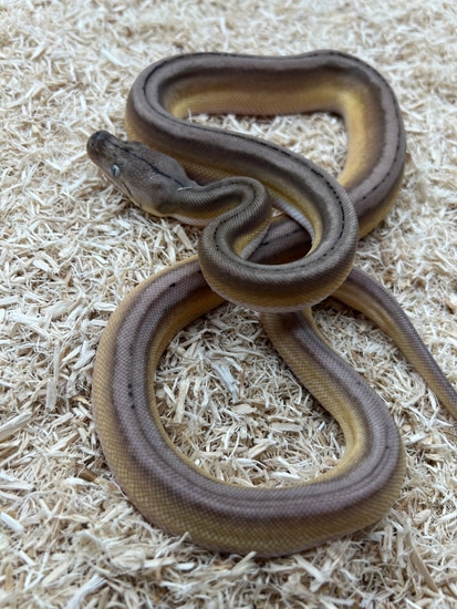 Sunfire Platinum Motley Tiger Citron Pos Het Albino Reticulated Python ...