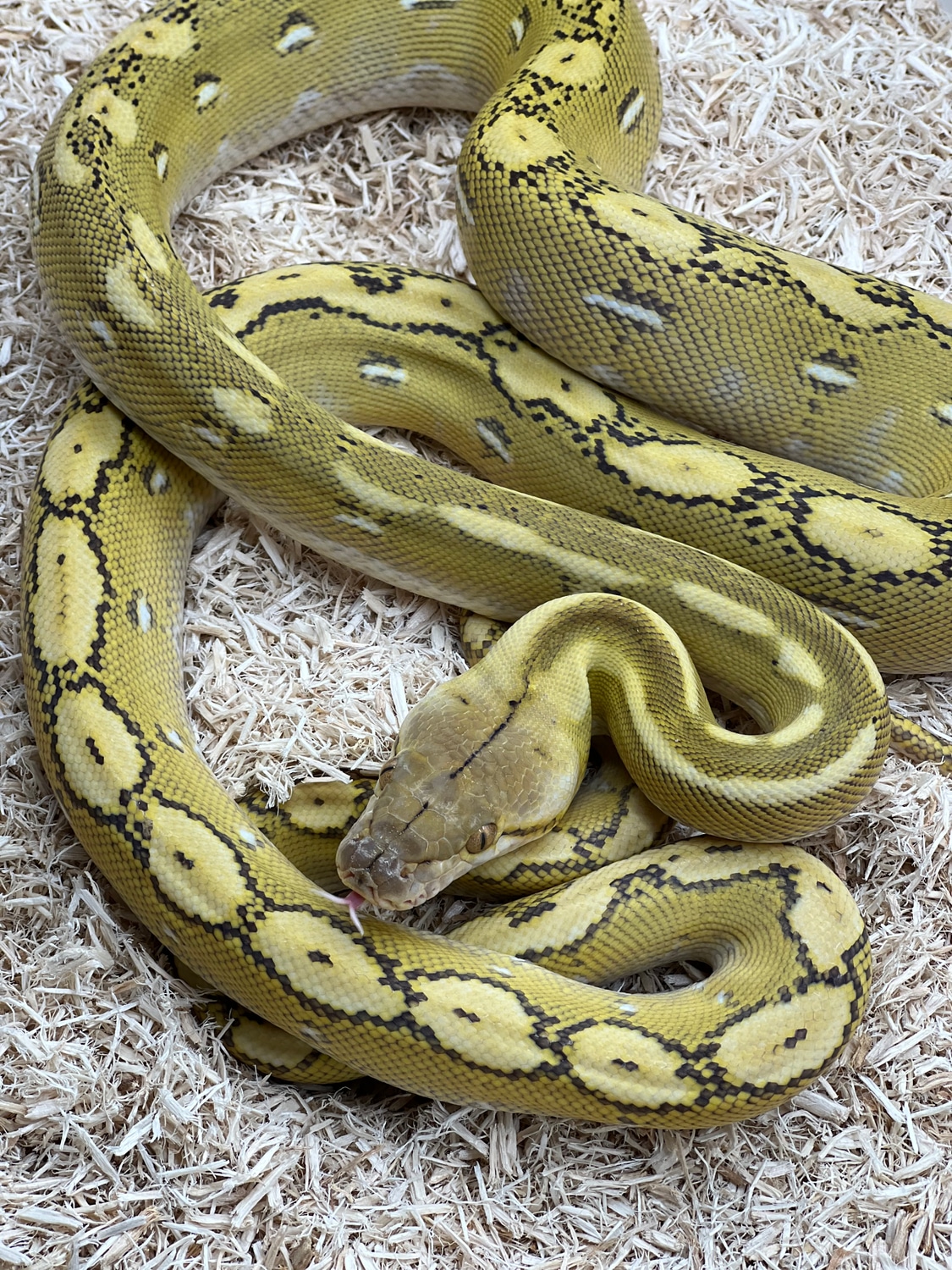 Platinum Phantom Reticulated Python by Prehistoric Pets - MorphMarket