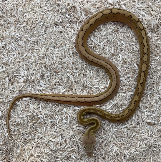 Citron Platinum Phantom Pos Het Albino Reticulated Python by ...