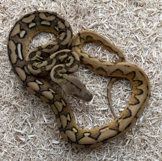Sunfire Tiger Reticulated Python by Prehistoric Pets