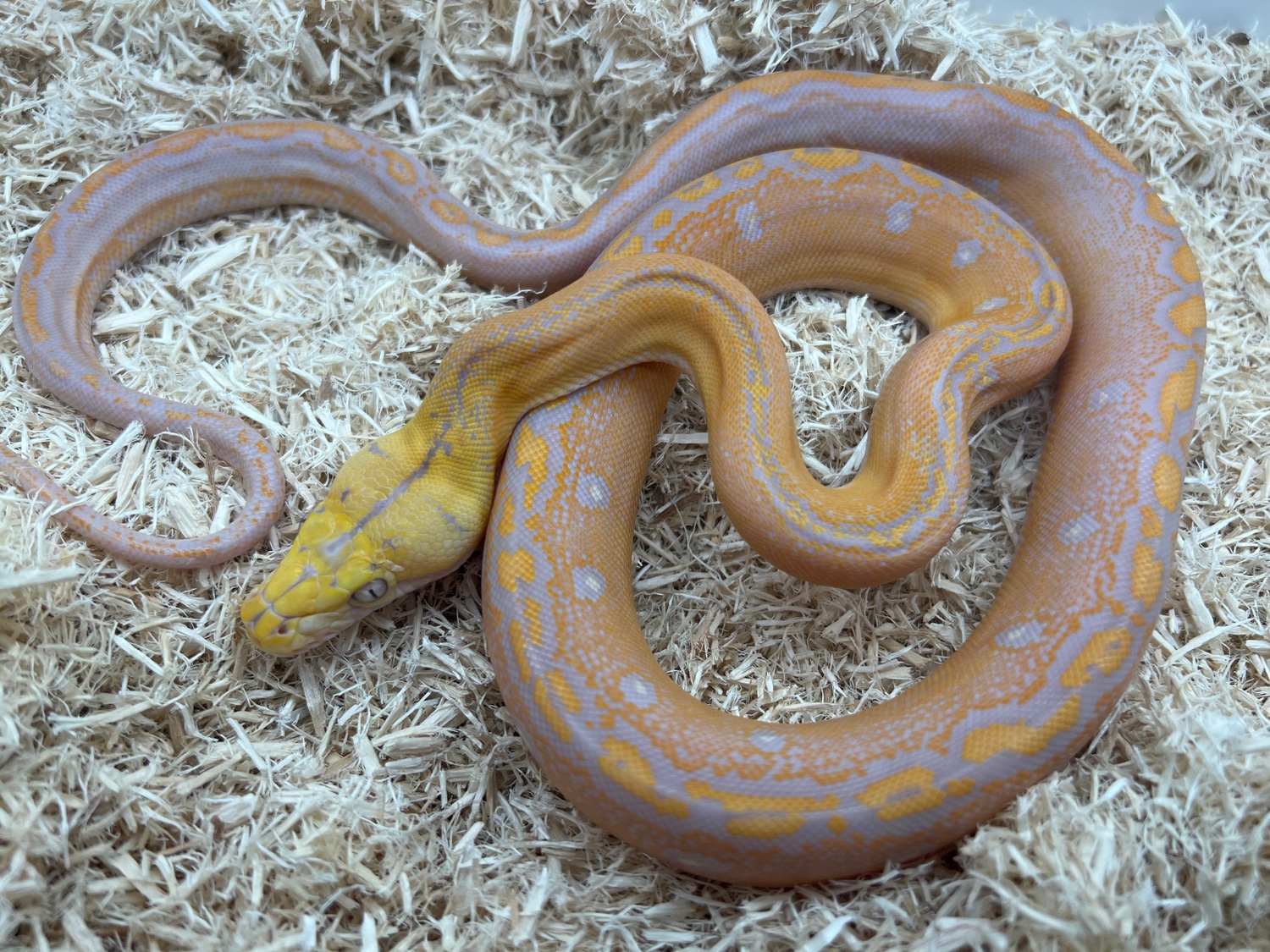 Lavender Albino Goldenchild Reticulated Python by Prehistoric Pets ...