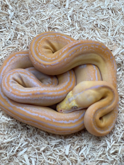 Lavender Albino Goldenchild Tiger Reticulated Python by Prehistoric Pets
