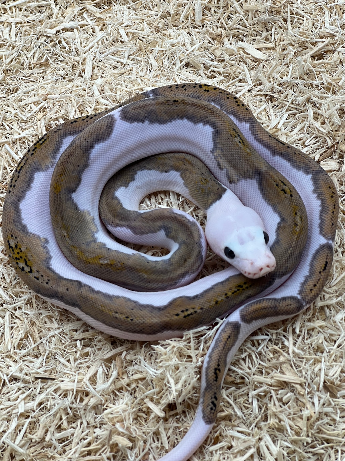 #6 White Head Pied Reticulated Python by Prehistoric Pets - MorphMarket