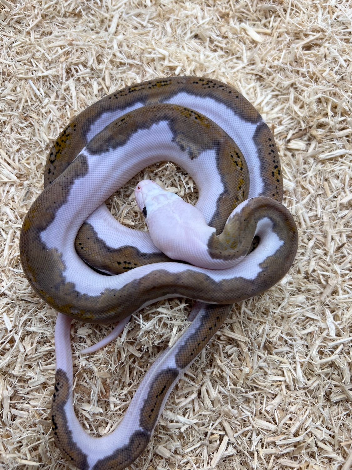 #6 White Head Pied Reticulated Python by Prehistoric Pets - MorphMarket