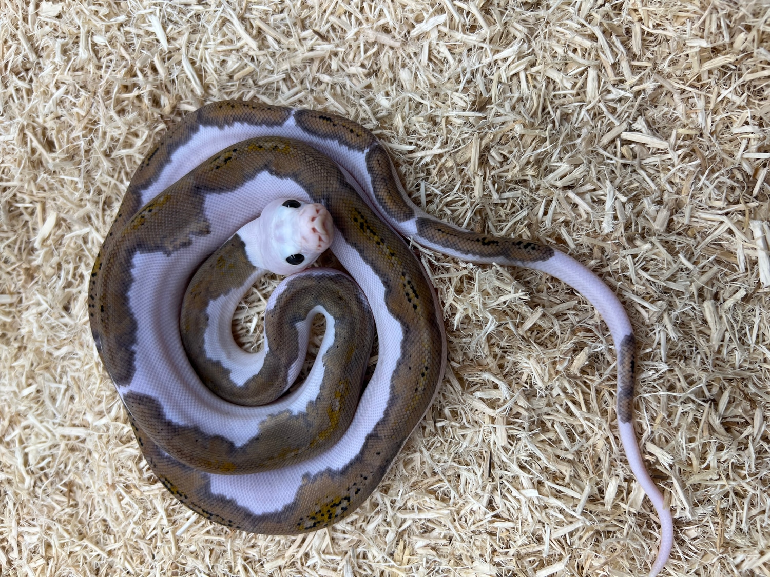 #6 White Head Pied Reticulated Python by Prehistoric Pets - MorphMarket