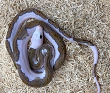 #6 White Head Pied Reticulated Python by Prehistoric Pets - MorphMarket