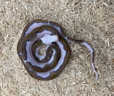 #6 White Head Pied Reticulated Python by Prehistoric Pets - MorphMarket