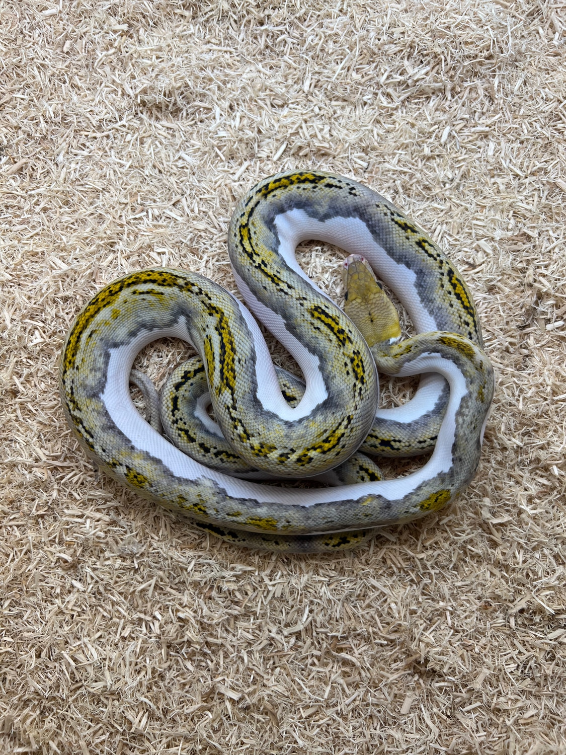 #13 Platinum Pied Pos Citron Tiger Reticulated Python by Prehistoric ...