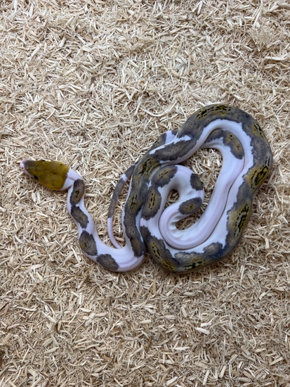 #14 Pied Pos Platinum Tiger Citron Reticulated Python by Prehistoric Pets