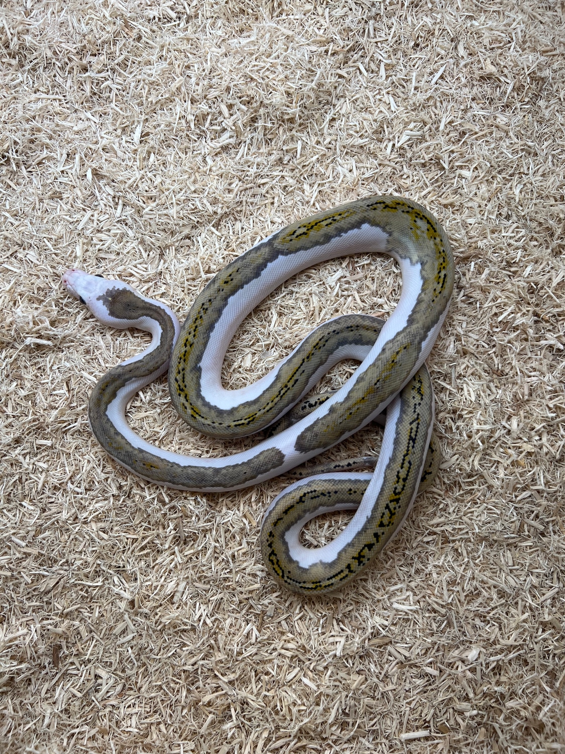 #15 Platinum Pied Pos Citron Tiger Reticulated Python by Prehistoric ...
