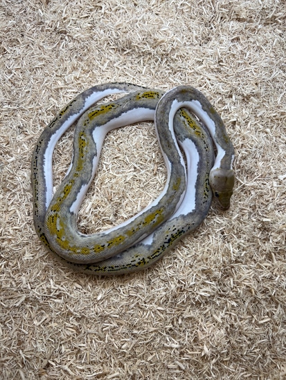 #16 Pied Platinum Pos Citron Reticulated Python by Prehistoric Pets