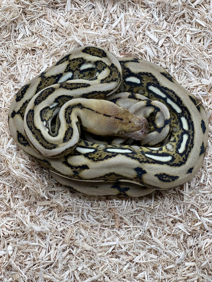 (PAIR) Tiger Rainbow Reticulated Python by Prehistoric Pets