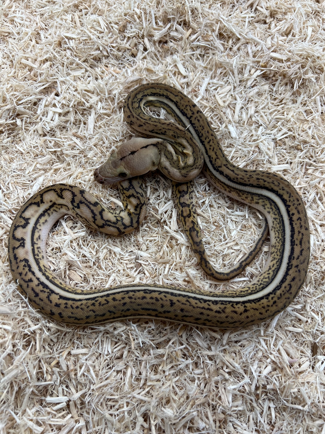 Clown Het Albino Reticulated Python by Prehistoric Pets - MorphMarket