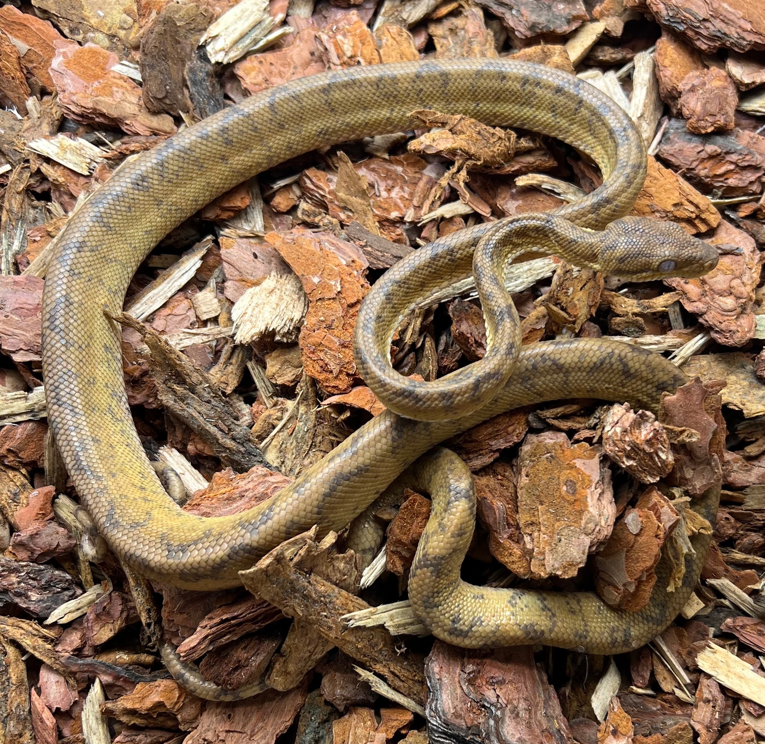 Orange Cooks Tree Boa Other Tree Boa by Prehistoric Pets - MorphMarket