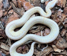 Caramel Granite Burmese Python by Prehistoric Pets - MorphMarket