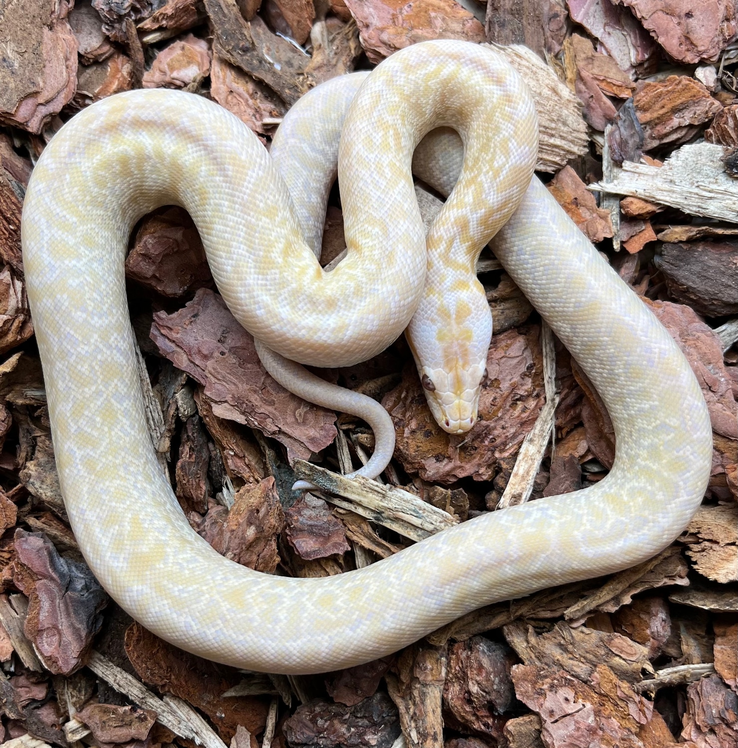 Caramel Granite Burmese Python by Prehistoric Pets - MorphMarket