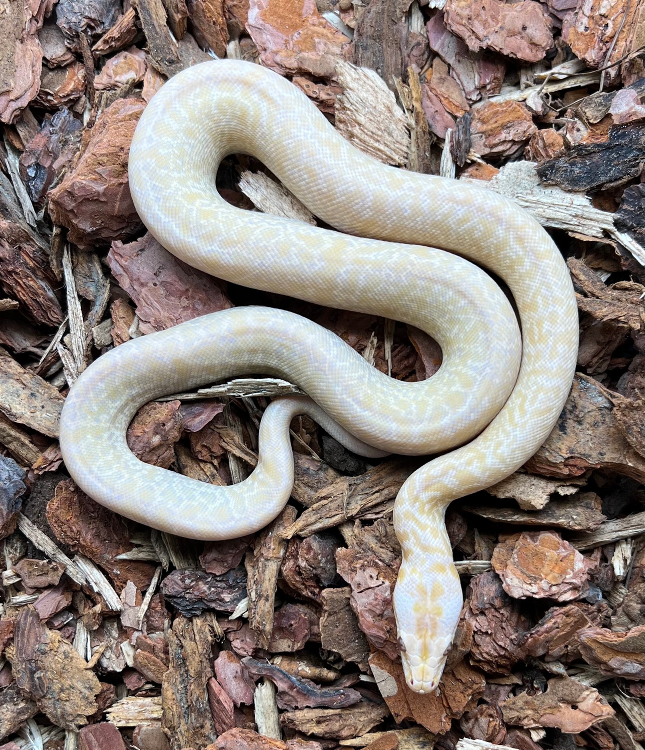 Caramel Granite Burmese Python by Prehistoric Pets - MorphMarket