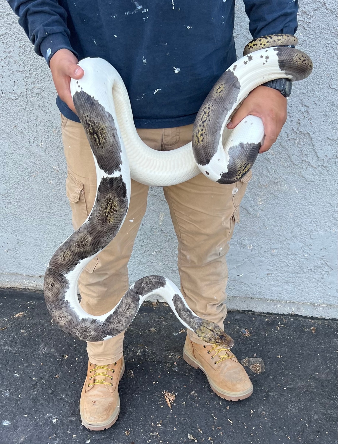 Pied Reticulated Python by Prehistoric Pets - MorphMarket