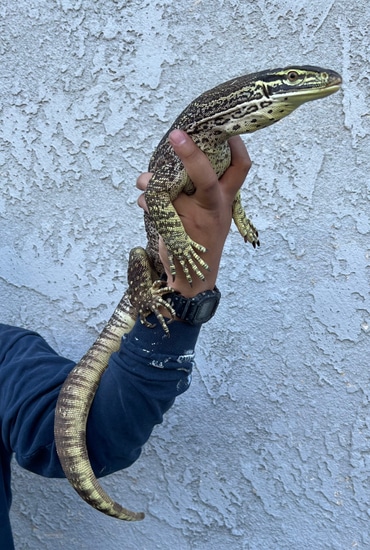 Argus Monitor Other Monitor by Prehistoric Pets