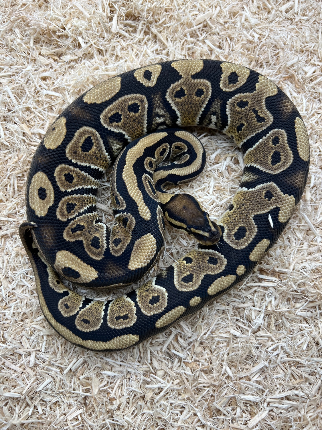 Normal "Dinker" Ball Python by Prehistoric Pets - MorphMarket