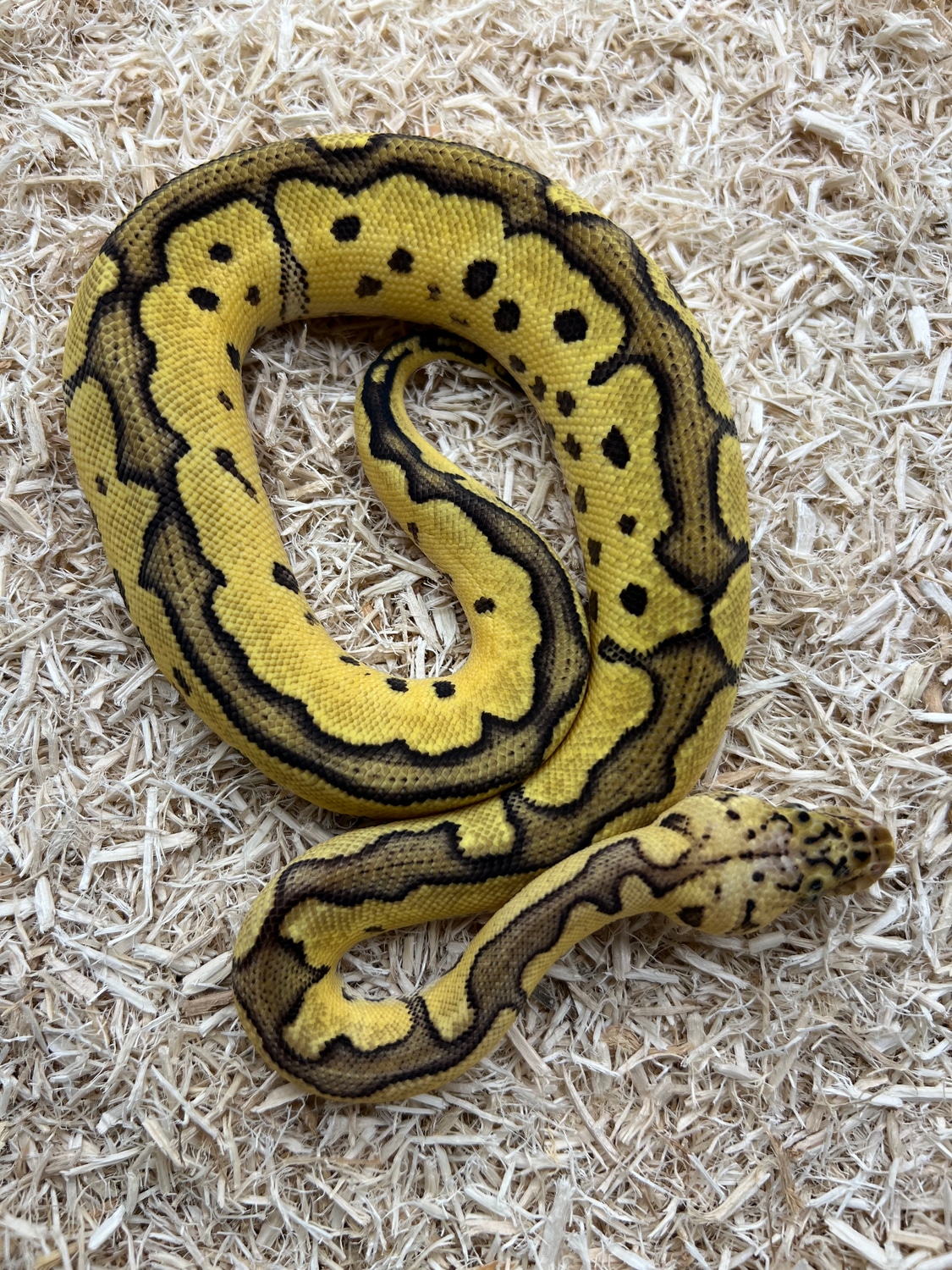 Pastel Orange Dream Clown Ball Python by Prehistoric Pets - MorphMarket