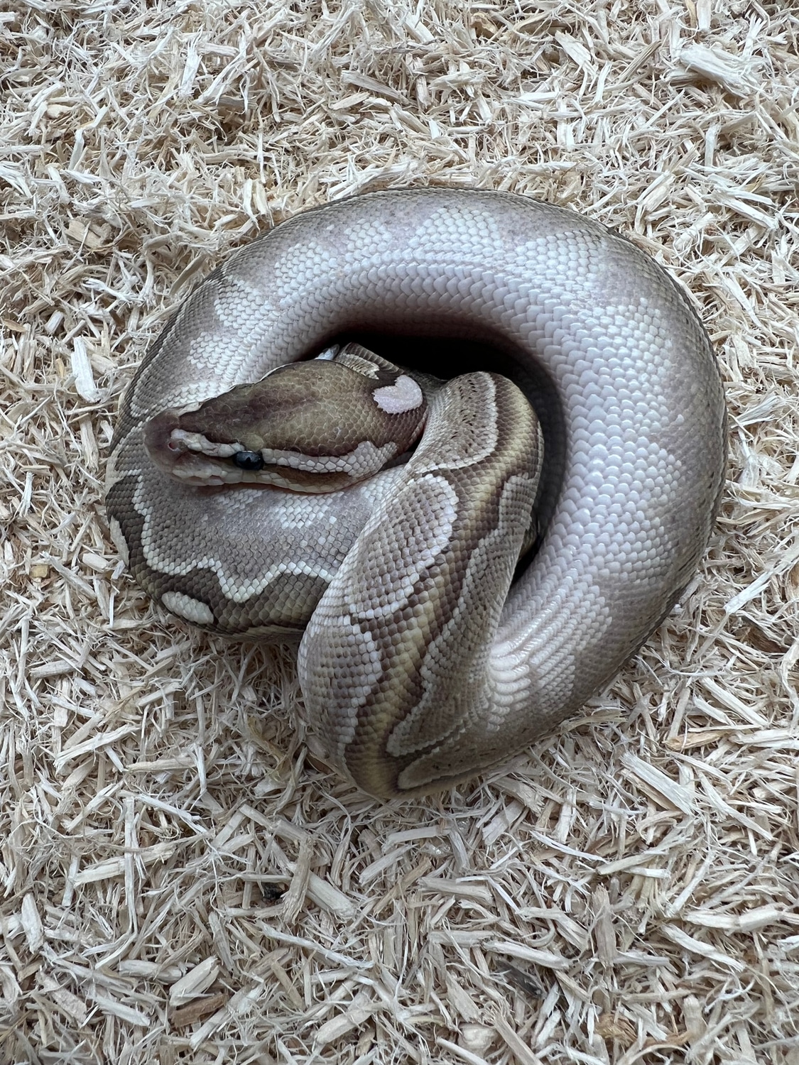 Bamboo Het Clown Ball Python by Prehistoric Pets - MorphMarket