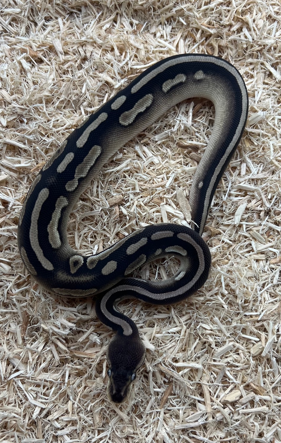 Mojave Cinnamon Ball Python by Prehistoric Pets - MorphMarket