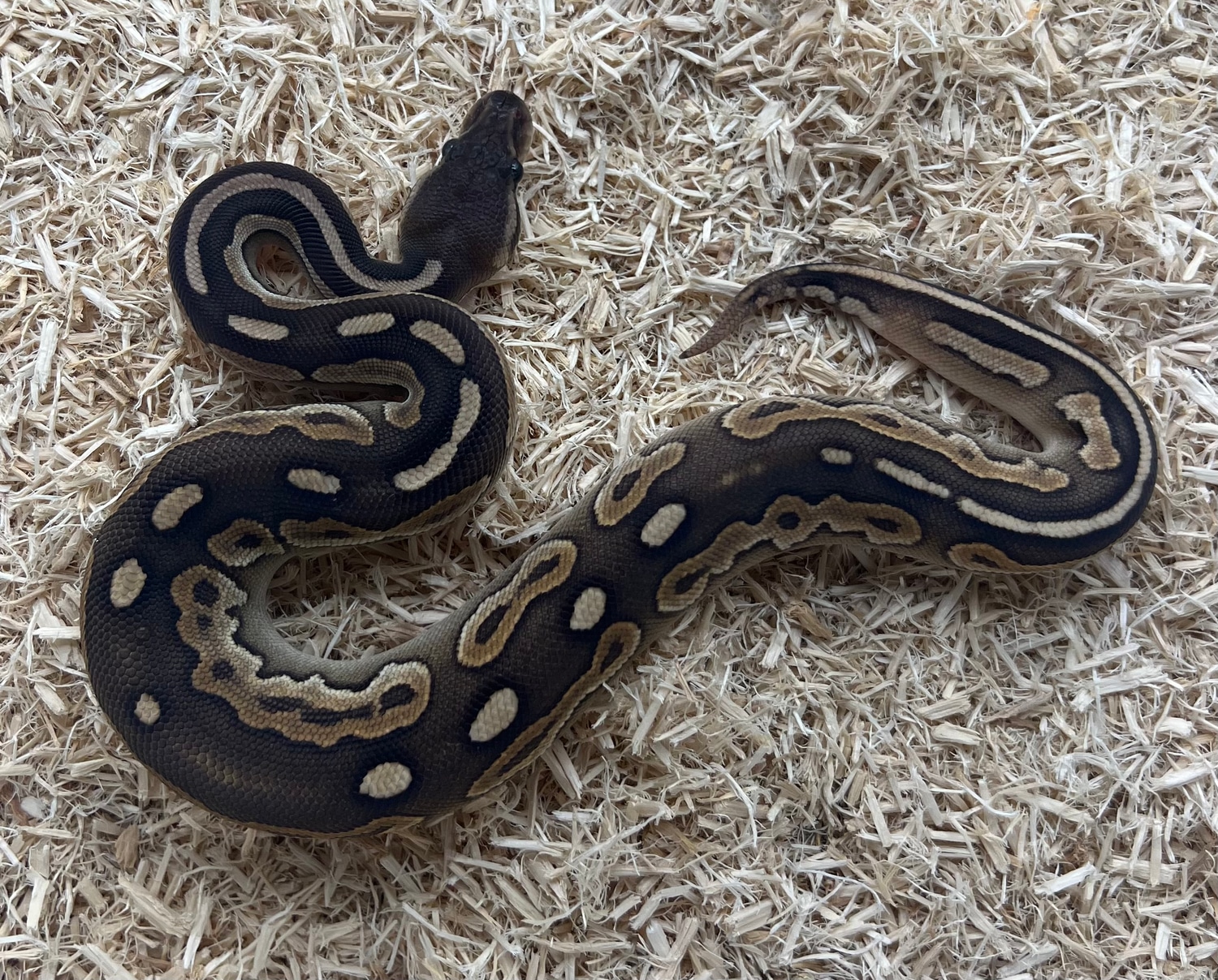 Savannah Ball Python by Prehistoric Pets - MorphMarket