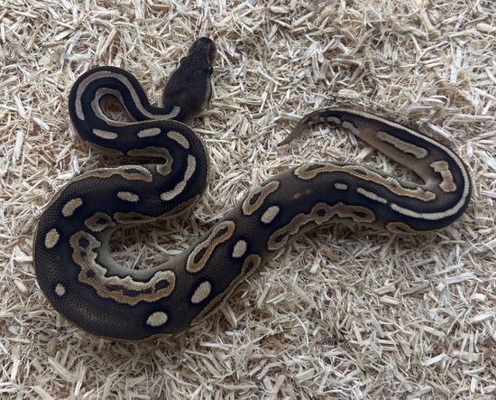 Savannah Ball Python by Prehistoric Pets
