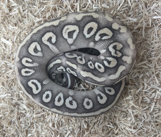 Super Mystic Super Pastel Ball Python by Prehistoric Pets