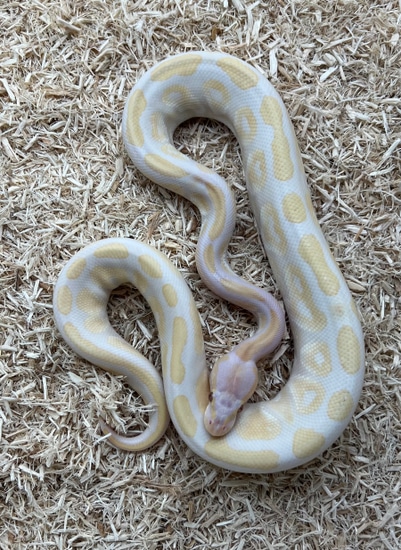 Lavender Mystic Ball Python by Prehistoric Pets