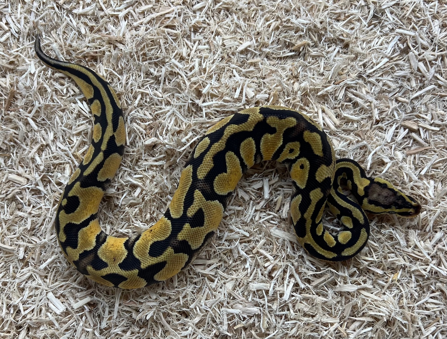 Pastel Enchi Ball Python by Prehistoric Pets - MorphMarket