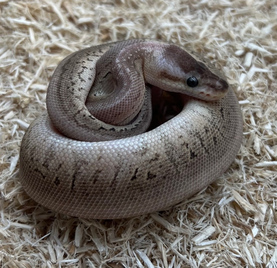Phantom Pewter Pinstripe Ball Python by Prehistoric Pets