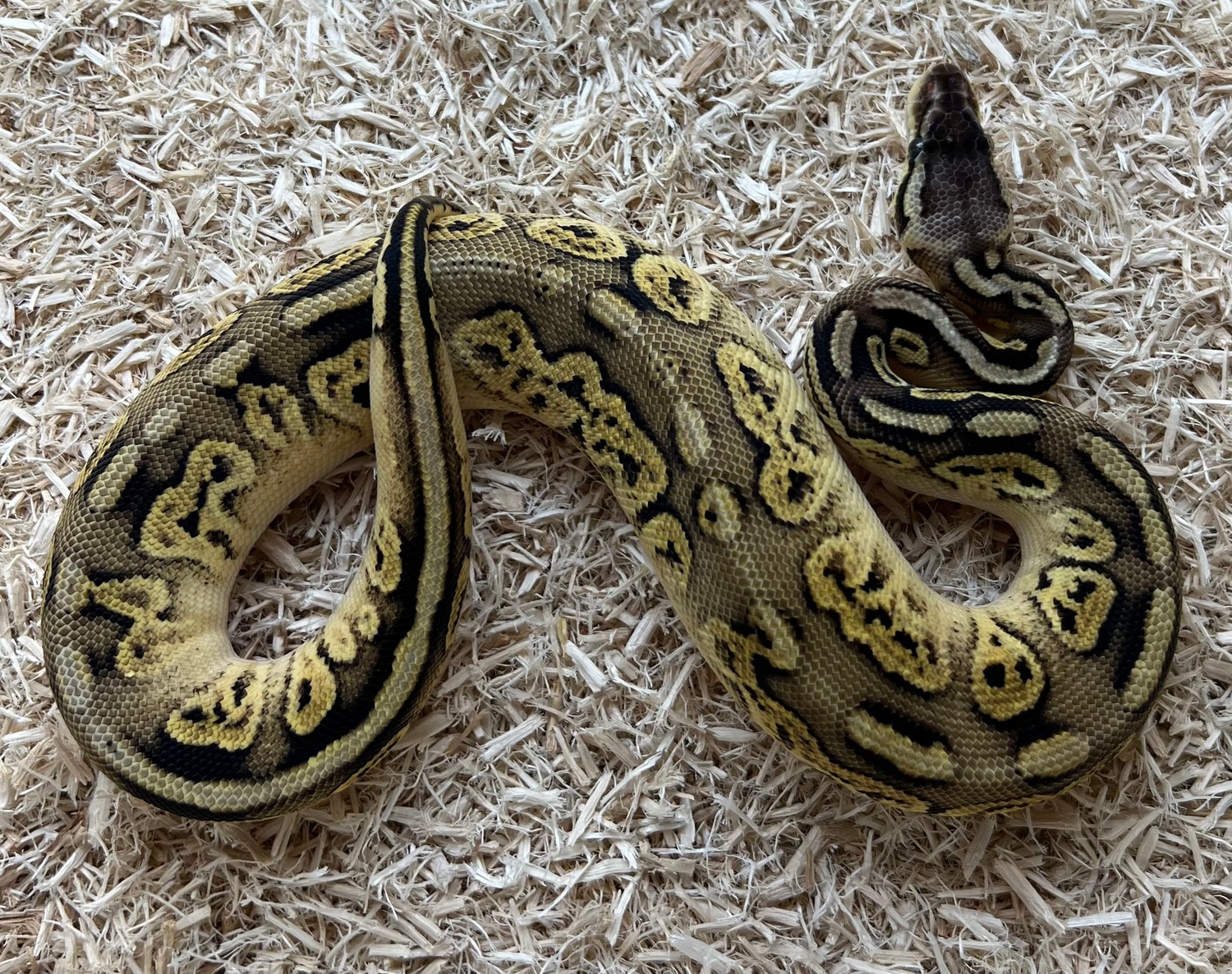 Pastel Bongo Ball Python by Prehistoric Pets - MorphMarket