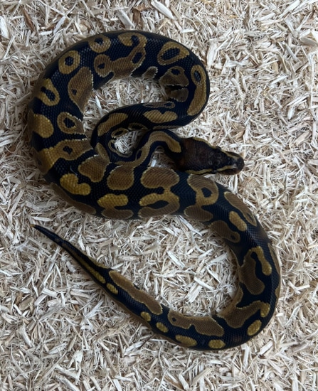 Normal Het Sunset Ball Python by Prehistoric Pets