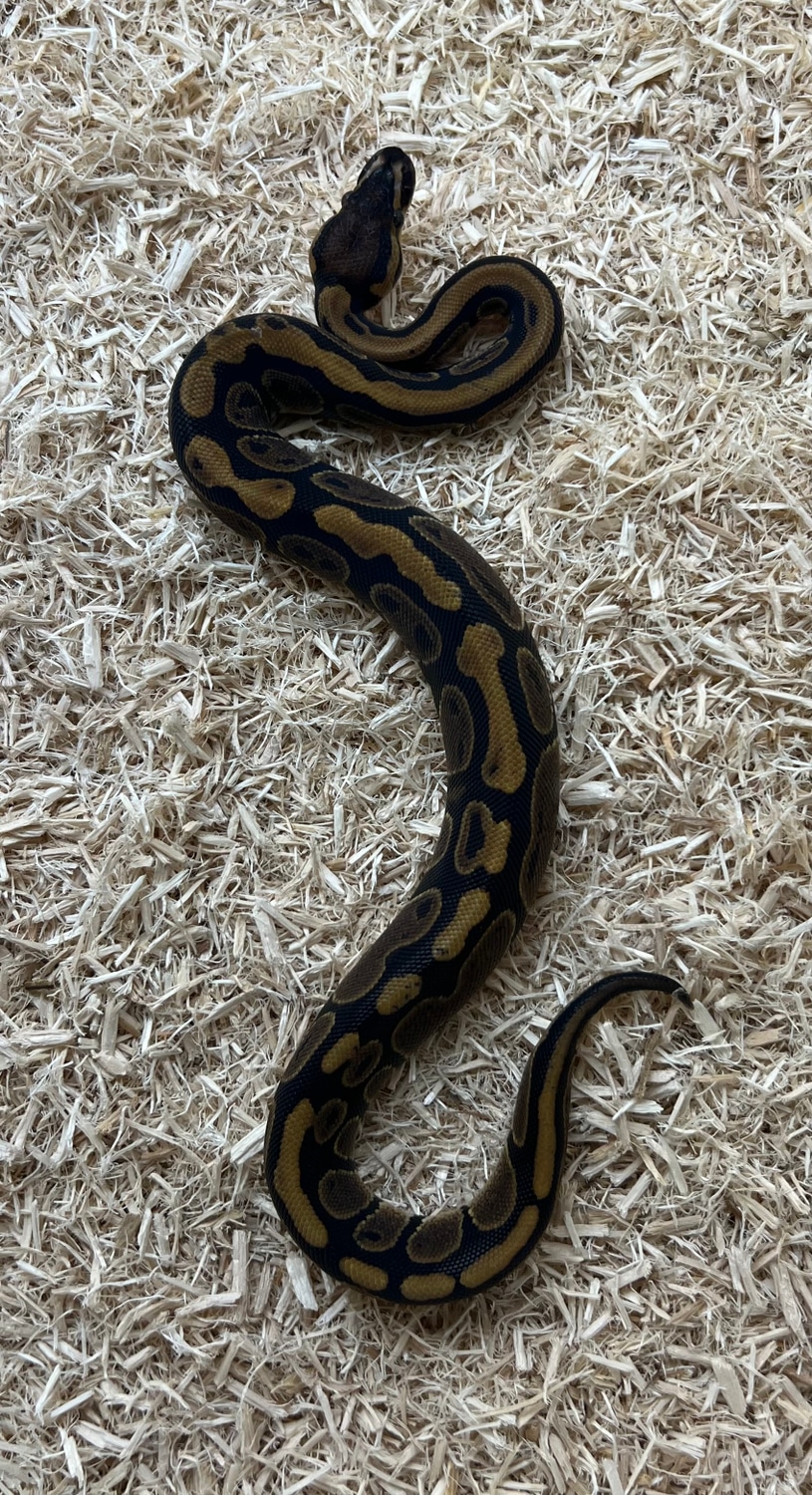 Redstripe Ball Python by Prehistoric Pets - MorphMarket