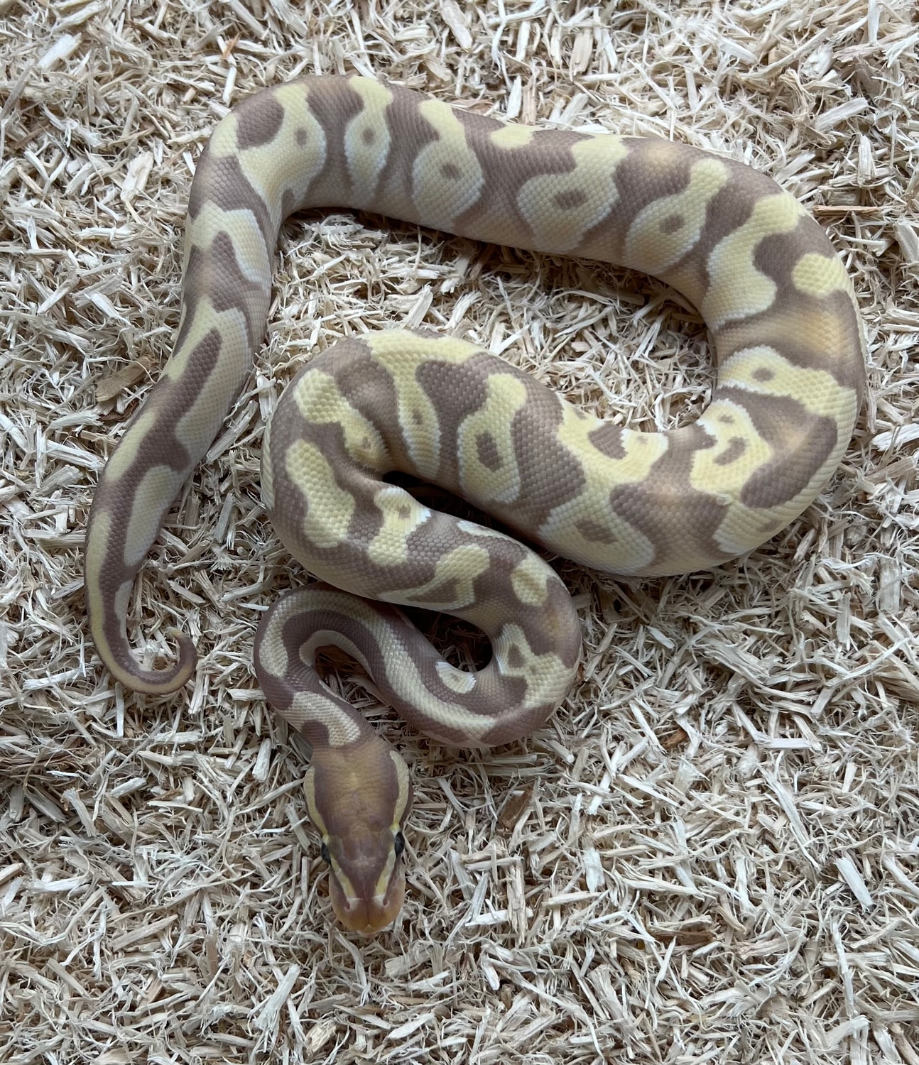Banana Mojave Enchi Ball Python by Prehistoric Pets - MorphMarket