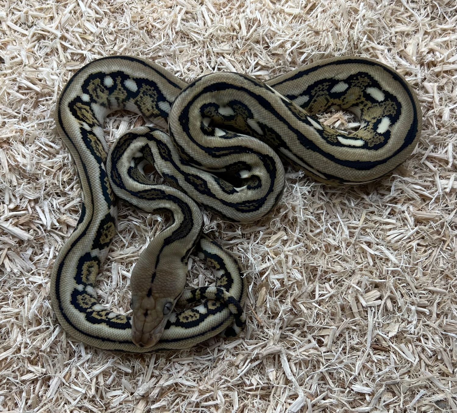 Tiger Het Pied Pos Het Albino Or Mocha Reticulated Python by ...