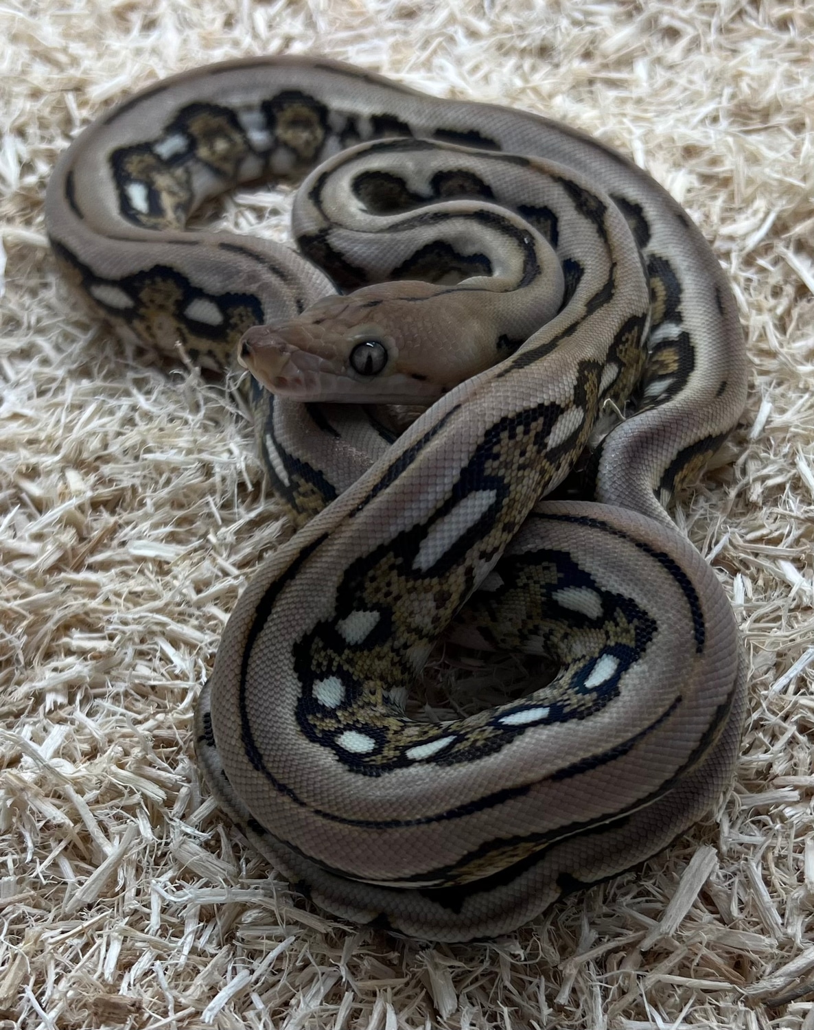 Tiger Het Pied Pos Het Albino Or Mocha Reticulated Python by ...