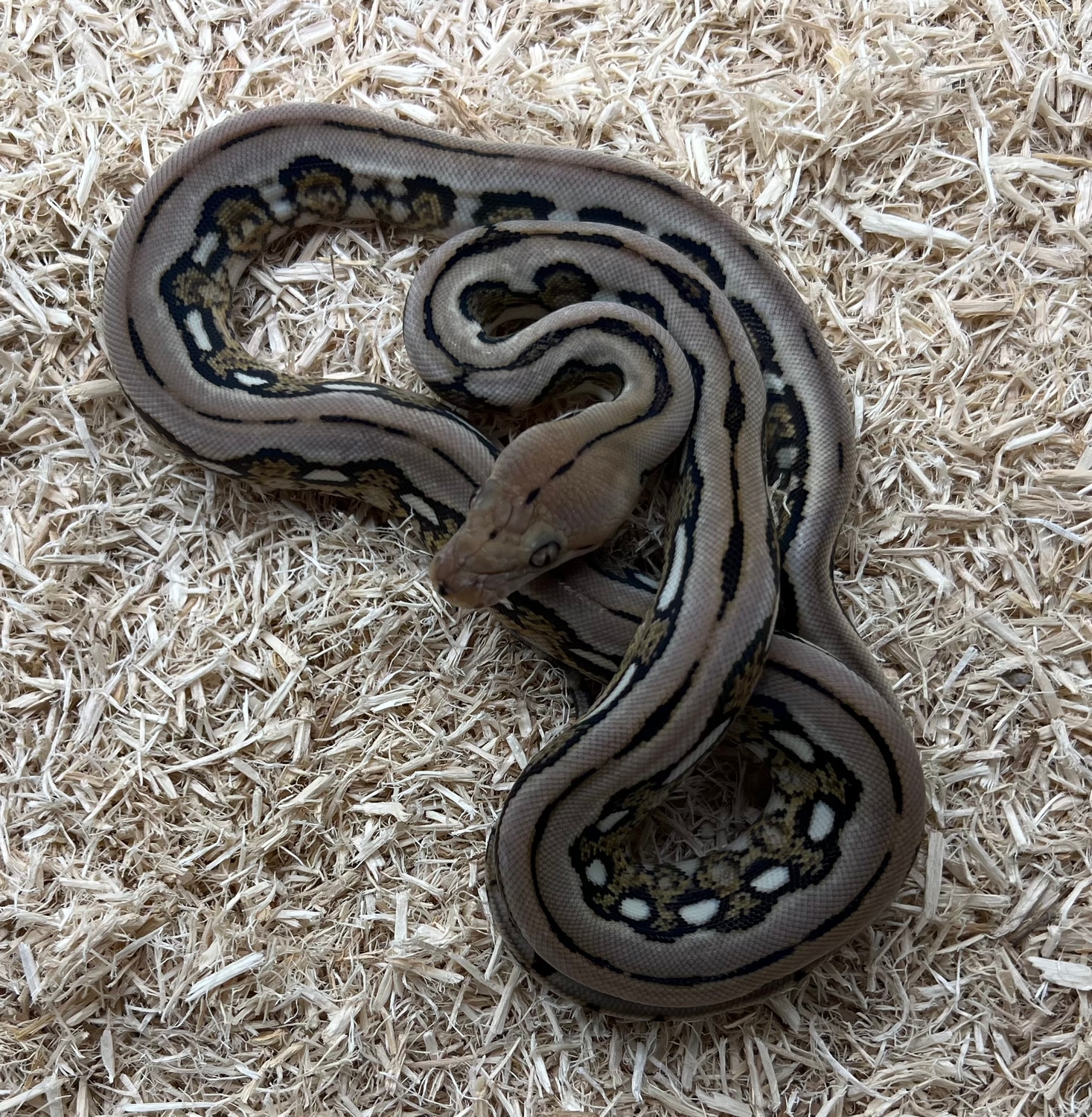 Tiger Het Pied Pos Het Albino Or Mocha Reticulated Python by ...