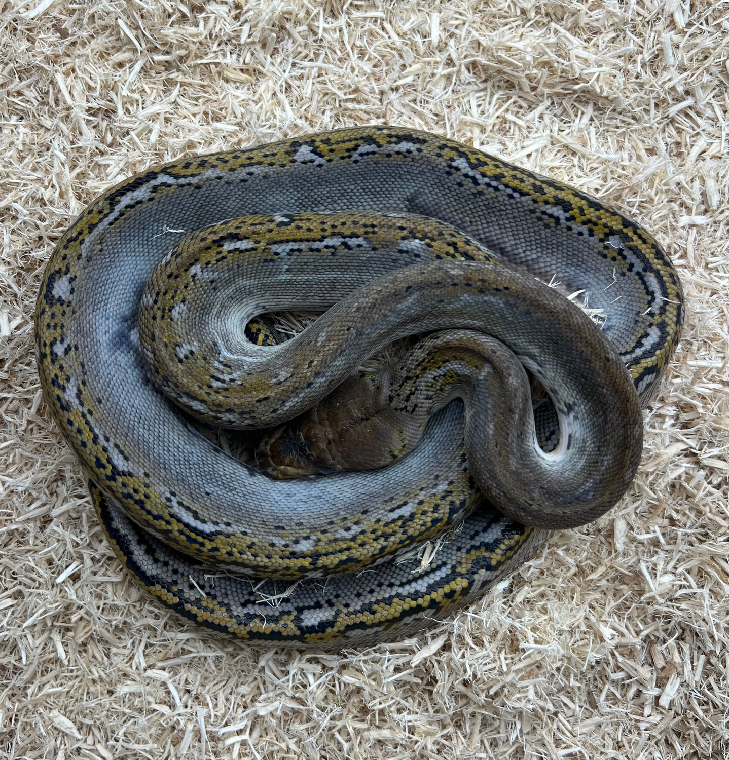 SUPER SALE Low White Pied Pos Platron Reticulated Python by Prehistoric ...