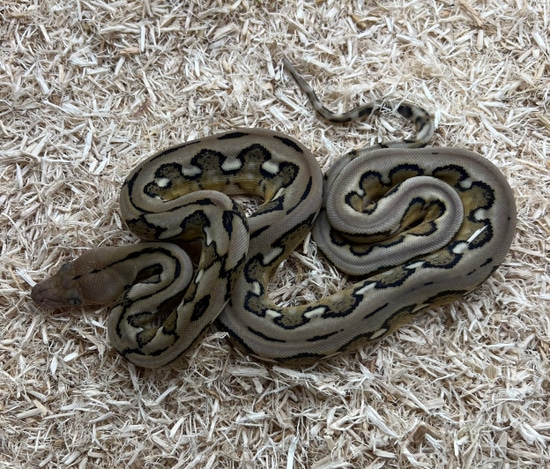 Suntiger Het Pied Het Albino/Mocha Reticulated Python by Prehistoric Pets