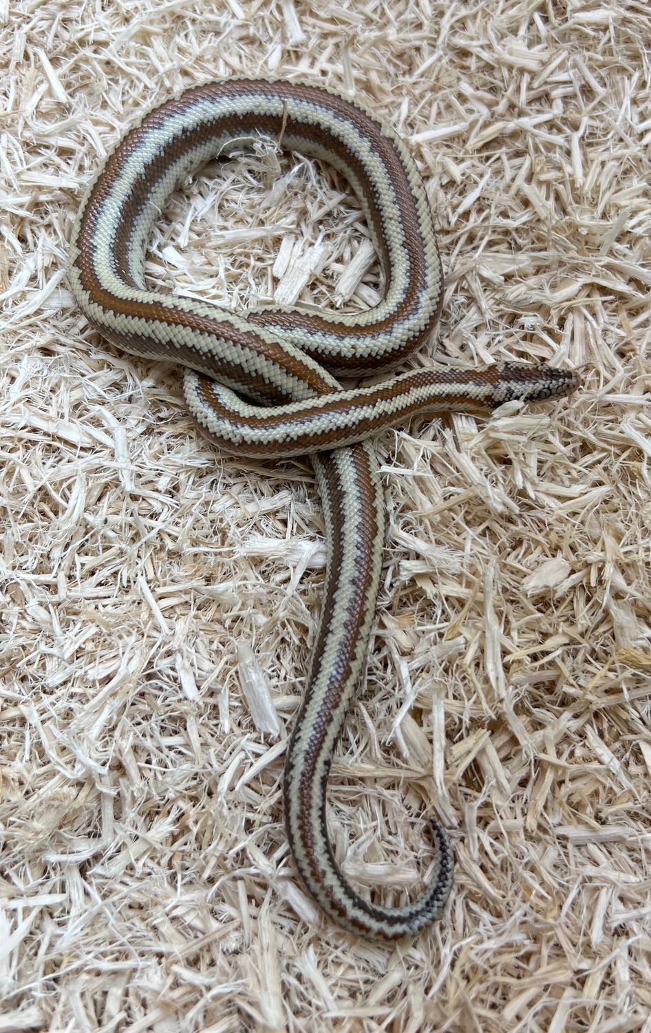 Dome Rock AZ Rosy Boa by Prehistoric Pets - MorphMarket