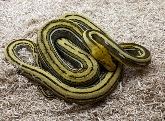 Phantom Genetic Stripe PH Albino Reticulated Python by Prehistoric Pets