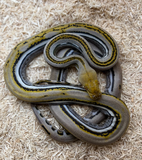 Genetic Stripe PH Albino Reticulated Python by Prehistoric Pets