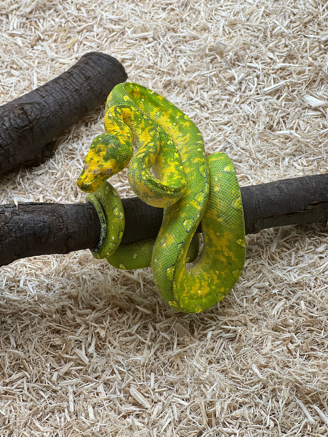Biak Green Tree Python by Prehistoric Pets - MorphMarket