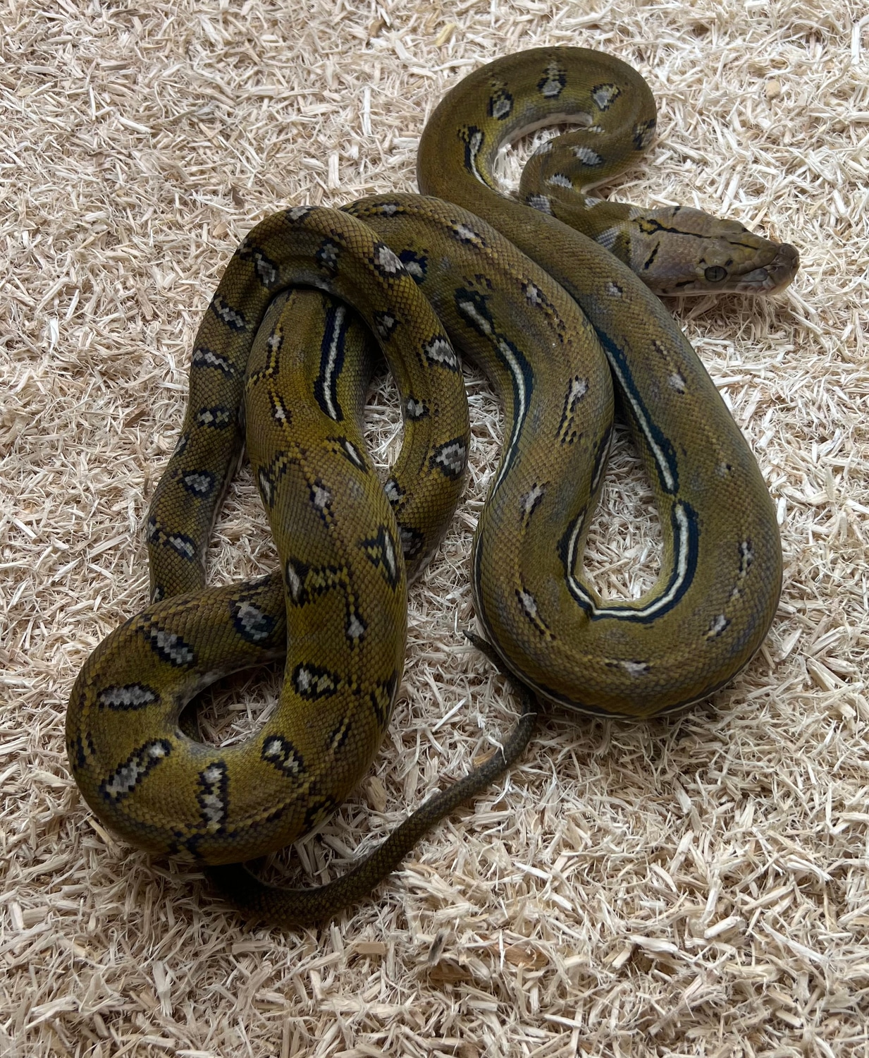 Sunfire Anthrax Reticulated Python by Prehistoric Pets - MorphMarket
