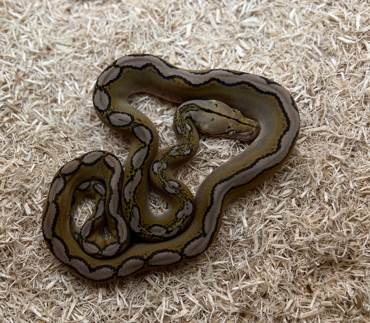 Sunfire Motely Mocha Reticulated Python by Prehistoric Pets - MorphMarket